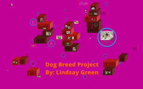 Dog Breed Project by on Prezi