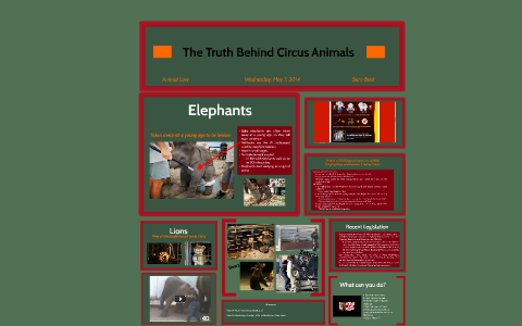 The Truth Behind Circus Animals by Sara Beck on Prezi