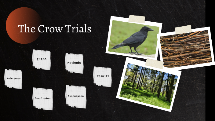 The Crow Experiment by Julia Cancino on Prezi