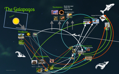 Galapagos Food Web by Lina Bergamini on Prezi
