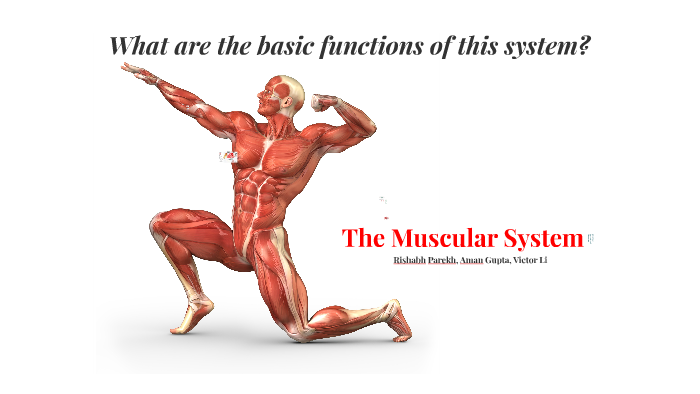 The Muscular System by Victor Li on Prezi