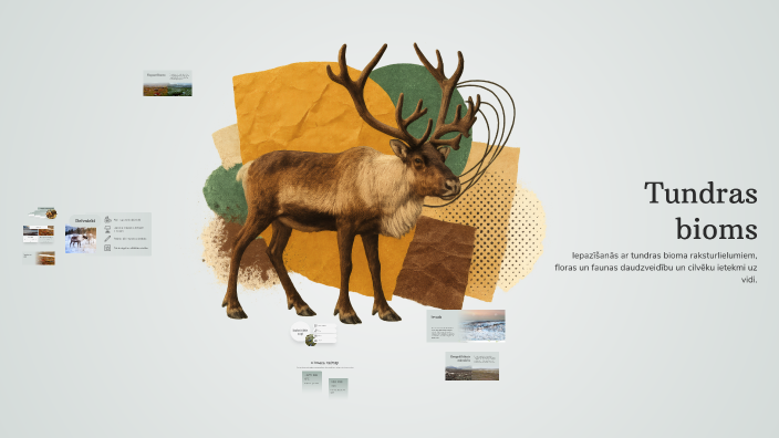 Tundras bioms by toms putnins on Prezi