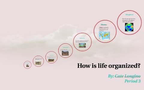 How is life organized?-Levels of organization prezi by Cate Longino on ...