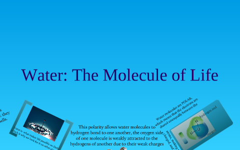 AP Biology Chapter 3: Water by Maggie O'Brien