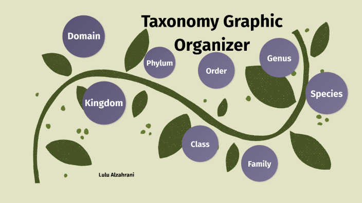Taxonomy Graphic Organizer by Lulu A on Prezi