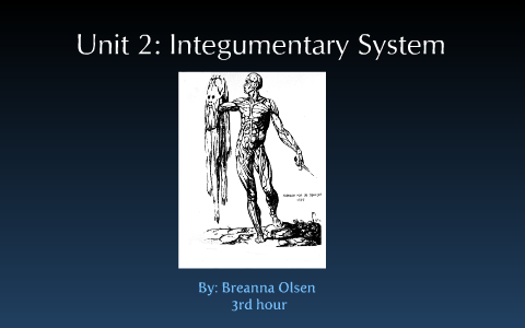 Unit 2: Integumentary System by Breanna Olsen on Prezi