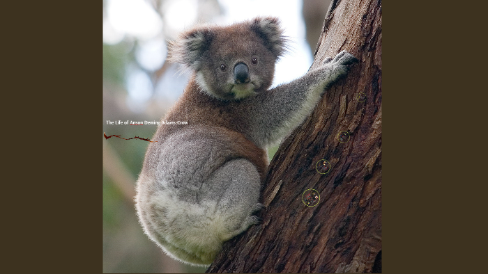 The Life of Anson Adams-Crow by Arlyn Crow on Prezi