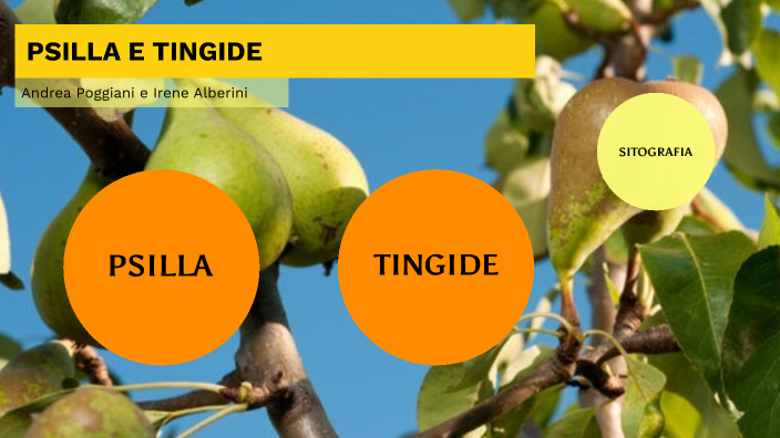 PSILLA E TINGIDE DEL PERO by Irene Alberini on Prezi