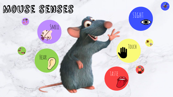 Mouse senses by Zavala Araguillin Pamela Isabel on Prezi