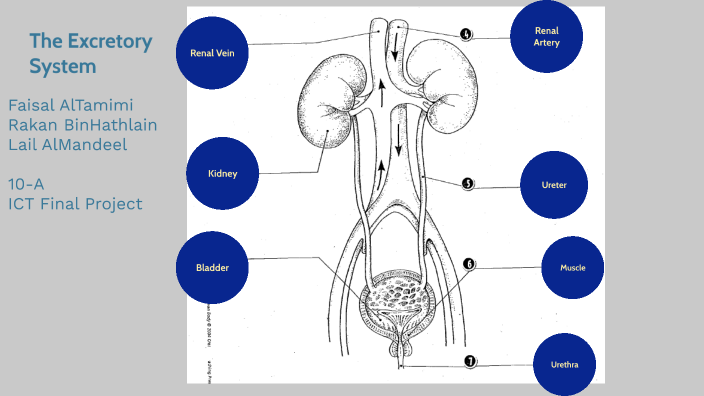 Excretory System by Faisal AlTamimi on Prezi