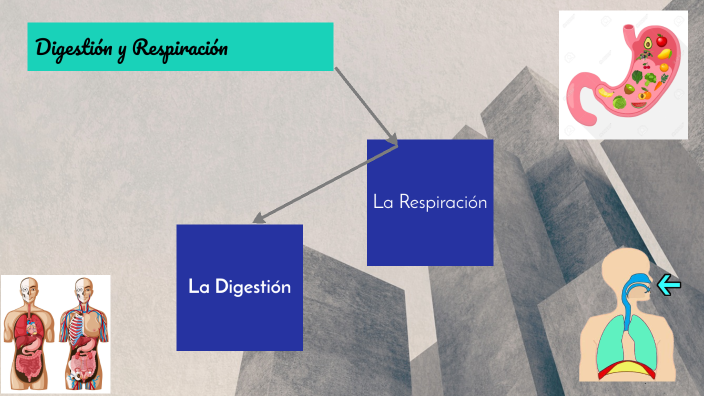 digestión y respiración by LEONEL HARO on Prezi