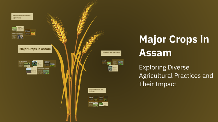 Major Crops in Assam by safwaan pochi on Prezi