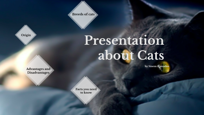 Cats by Cindy Zapp on Prezi