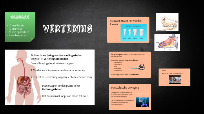 verteringsstelsel by Lisa Rijnbeek on Prezi