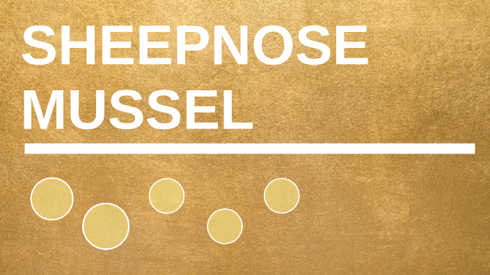 Sheepnose Mussel by Grace Isabella on Prezi
