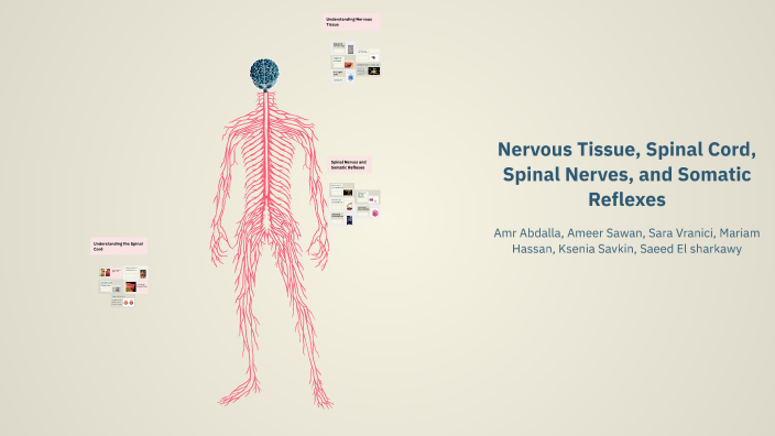 Nervous Tissue and Spinal Mechanisms by mary hass on Prezi