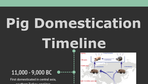 Pig Domestication Timeline by Hayden Roberts on Prezi Design