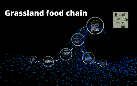 Grassland food chain by Madison Gomez on Prezi