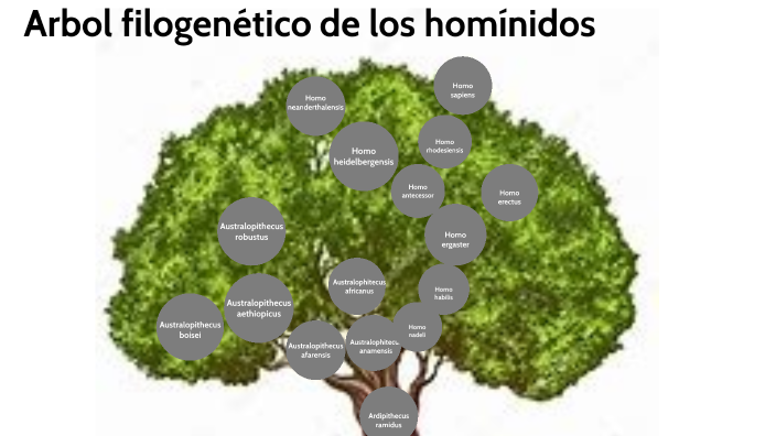 Homínidos by Juan Jesús Martín Gutiérrez on Prezi