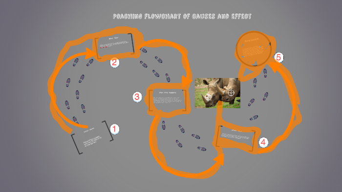 Poaching flowchart causes and effect by luis santana on Prezi