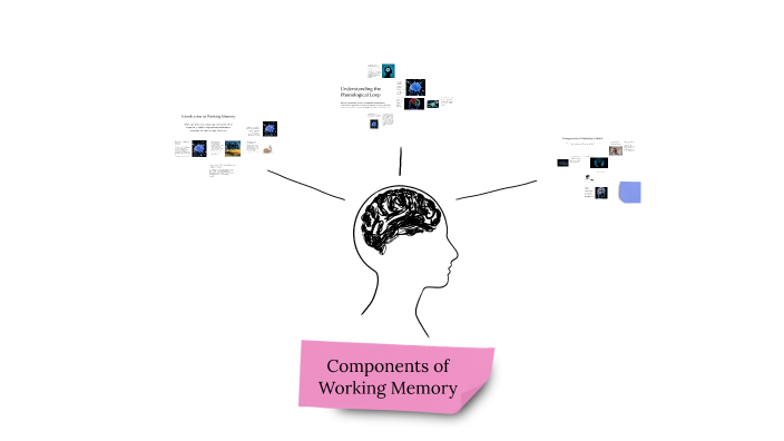 Components of Working Memory by Amanda McKay on Prezi