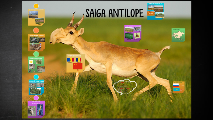 Les antilopes cervicapres by isabelle trepanier