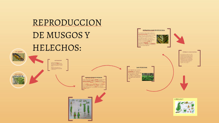 REPRODUCCION DE MUSGOS Y HELECHOS: by bouchra hamaoui majjati on Prezi