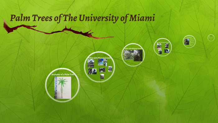Palm Trees of The University of Miami by Johnna Bakalar on Prezi