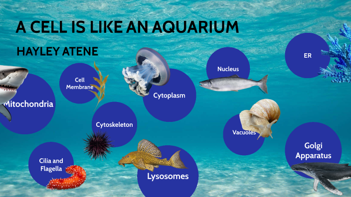 A Cell Is Like.. An Aquarium! by Hayley Atene on Prezi