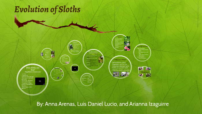 Evolution of Sloths by Arianna Izaguirre on Prezi