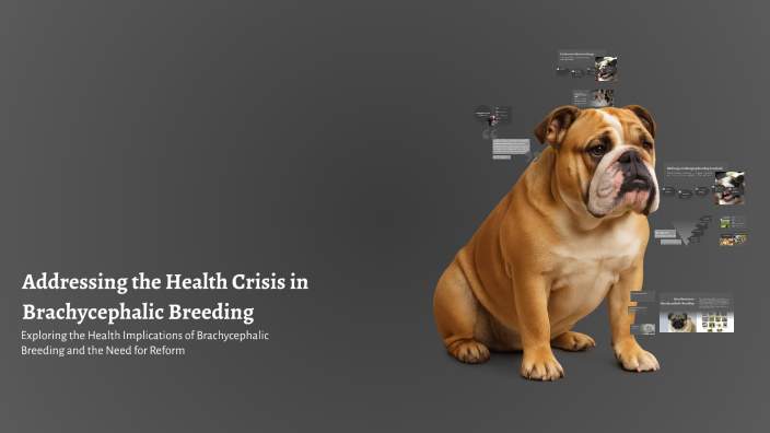 Addressing the Health Crisis in Brachycephalic Breeding by Dan on Prezi