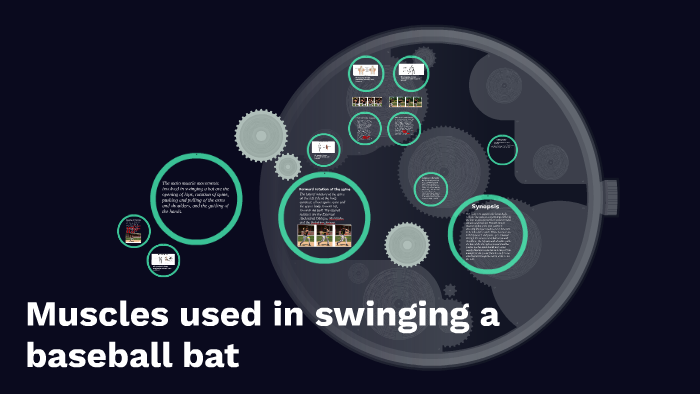 Muscles and Bones used in swinging a bat by Jason Alverio on Prezi