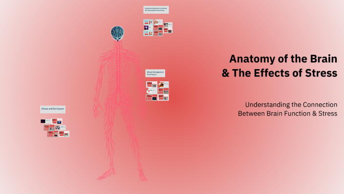 Anatomy of the Brain & How Stress Affects It by Caitlyn Kulp on Prezi