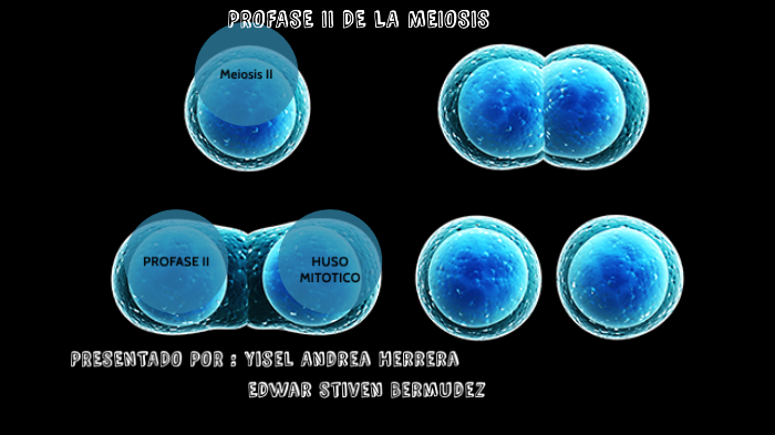 PROFASE II DE LA MEIOSIS by Stiven BF on Prezi