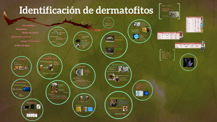 Identificación de dermatofitos by Maria Laura Lara Arias on Prezi