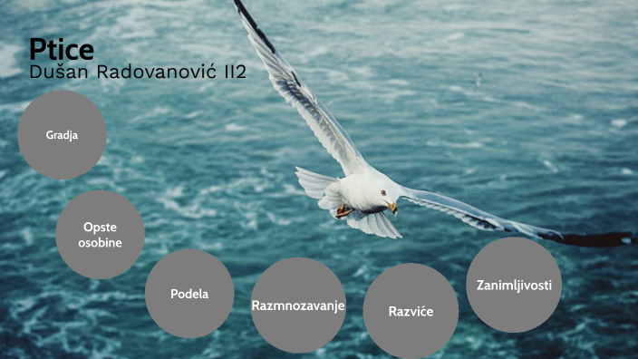 Ptice by Dusan Radovanovic on Prezi
