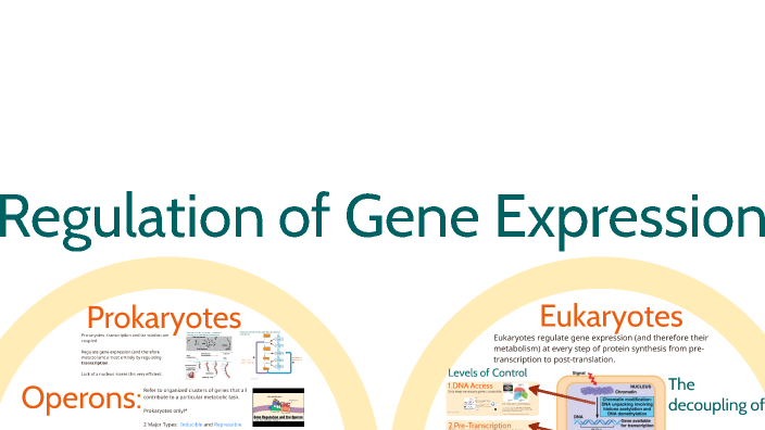 22. AP Bio- Chapter 11: Regulation of Gene Expression by Dana Luna on Prezi