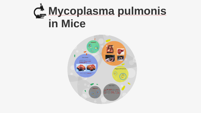 Mycoplasma pulmonis in Mice by Macy Rounds on Prezi