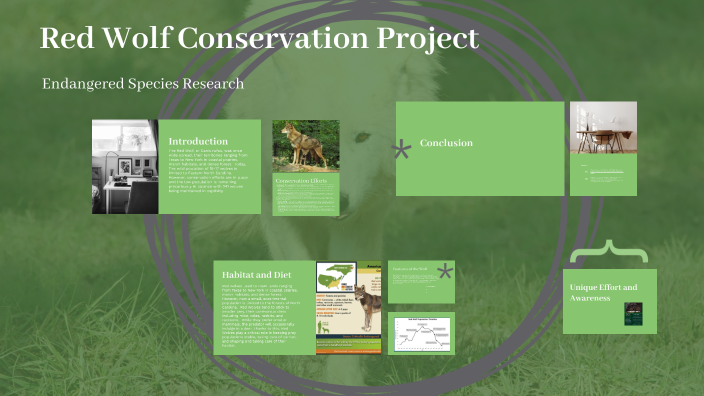 Red Wolf Conservation by Ella Wright on Prezi