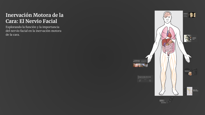 Inervación Motora de la Cara: El Nervio Facial by Mauricio Loza flores ...