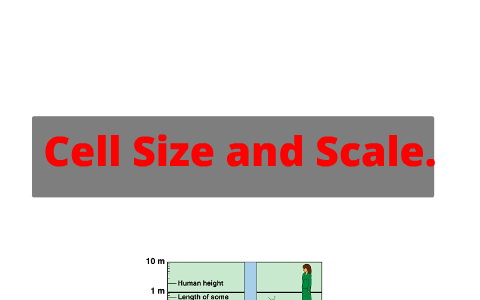 Cell Size and Scale by Haley Lutes on Prezi