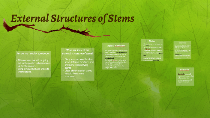 External Structures of Stems by Liz Lillge