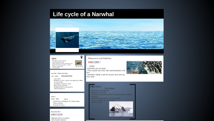 Life cycle of a Narwhal by julie park on Prezi