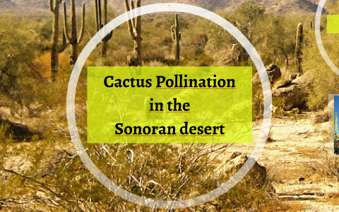 Cacti Pollination in the Sonoran desert by Nunyo Bidness on Prezi