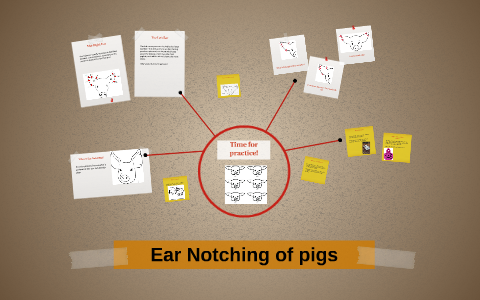 Ear Notching of pigs by Eric Crawford on Prezi