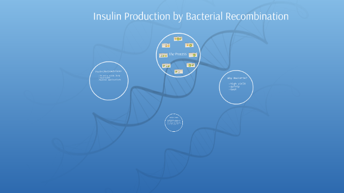Insulin Production by Bacterial Recombination by Rachel Lightfoot on Prezi