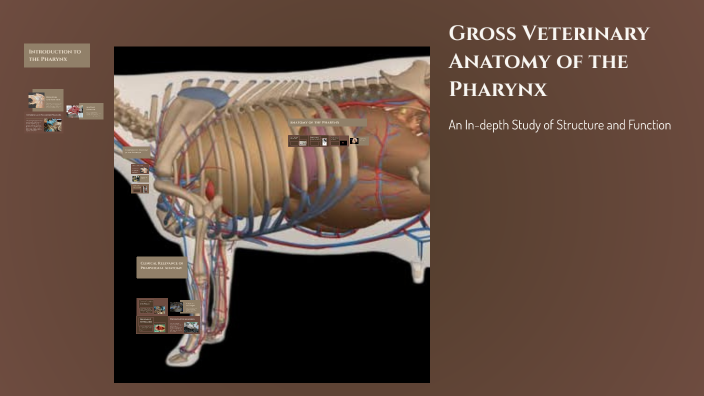 Gross Veterinary Anatomy of the Pharynx by adii prezi on Prezi