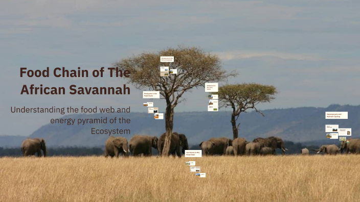 Food Chain of The African Savannah by Tre Wright on Prezi