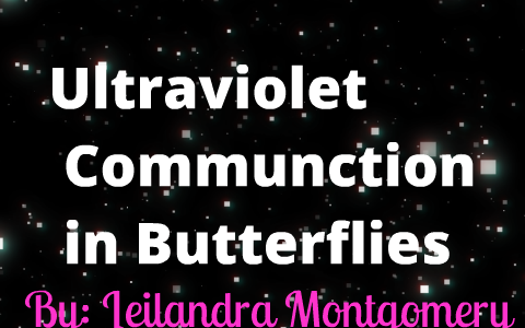 Ultraviolet Communication in Butterflies by Leila Montgomery on Prezi