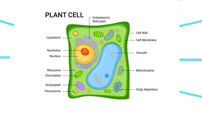 Cell Analogy Poster Project: School by Eunique Loyd on Prezi